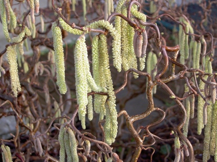 Corylus avellana Contorta - Large Corkscrew Hazel - Specimen Plant