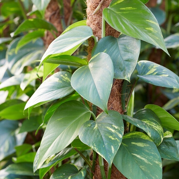 Epipremnum aureum - Devil's Ivy - Golden Pothos on a Moss Pole