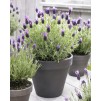 Lavender stoechas Anouk - French Lavender - Lavendula
