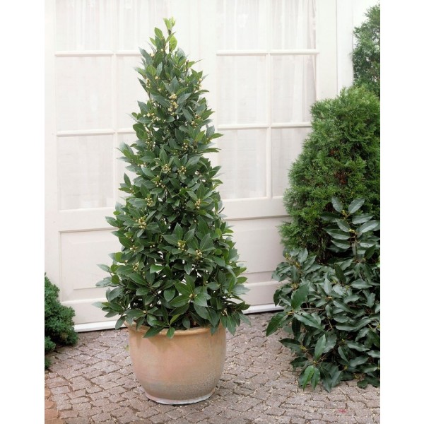 Gardening Express - Bay