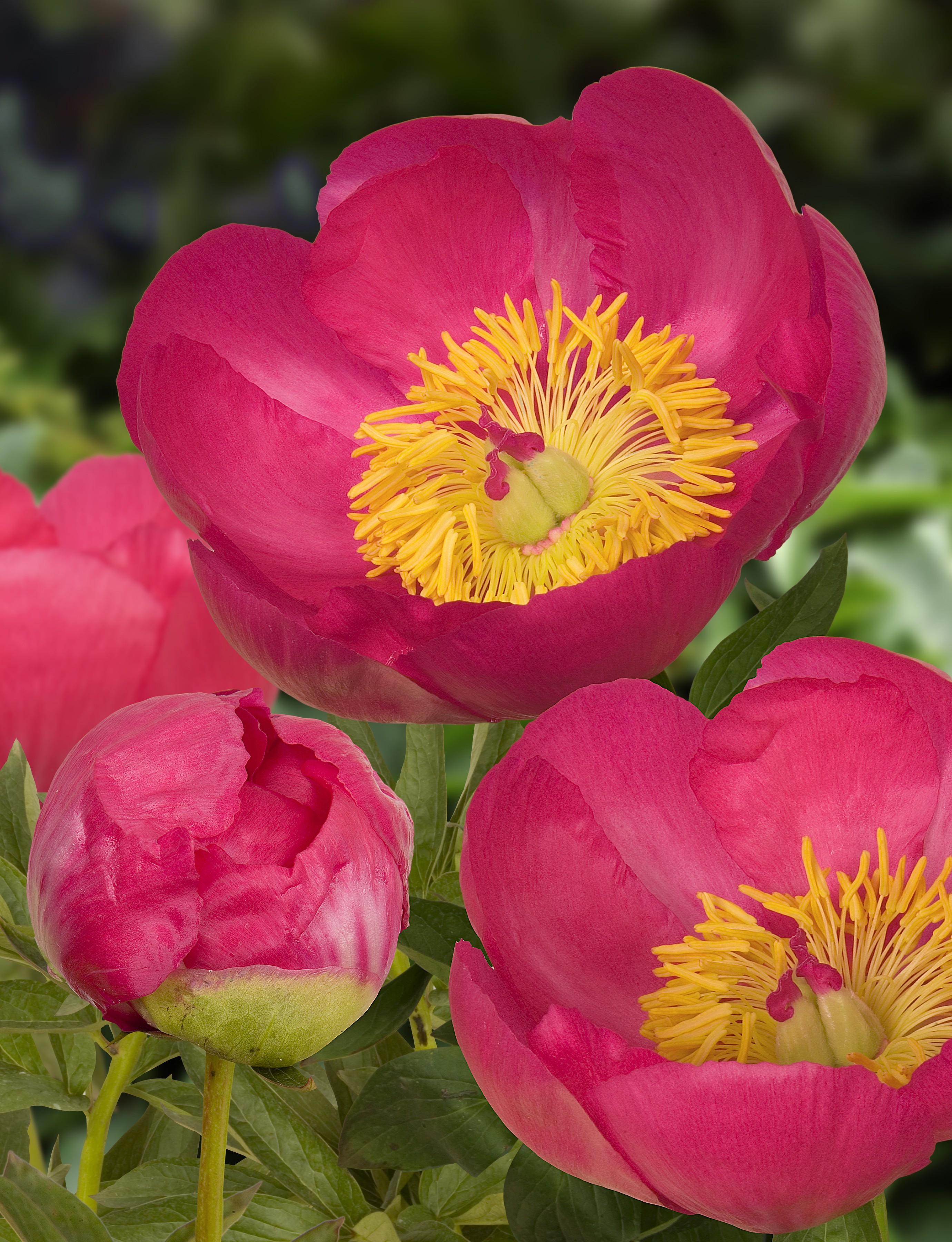 Paeonia lactiflora 'Flame' - Large Flowered Herbaceous Peony