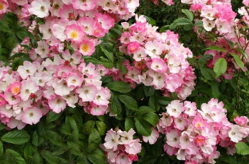Rose Ballerina - Polyantha Shrub Rose