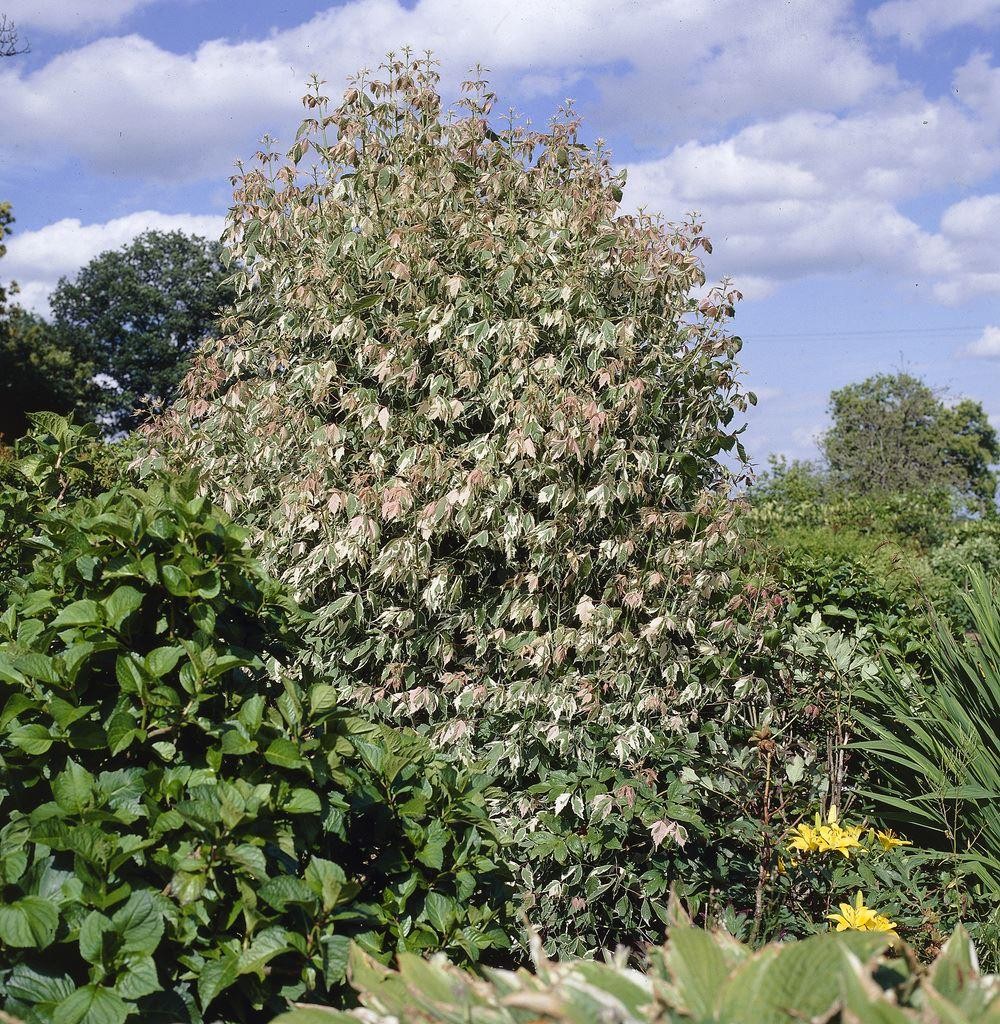 Acer negundo Flamingo - Large 150-200cms Tree