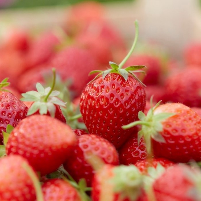 Strawberry - Albion - Pack of SIX Plants