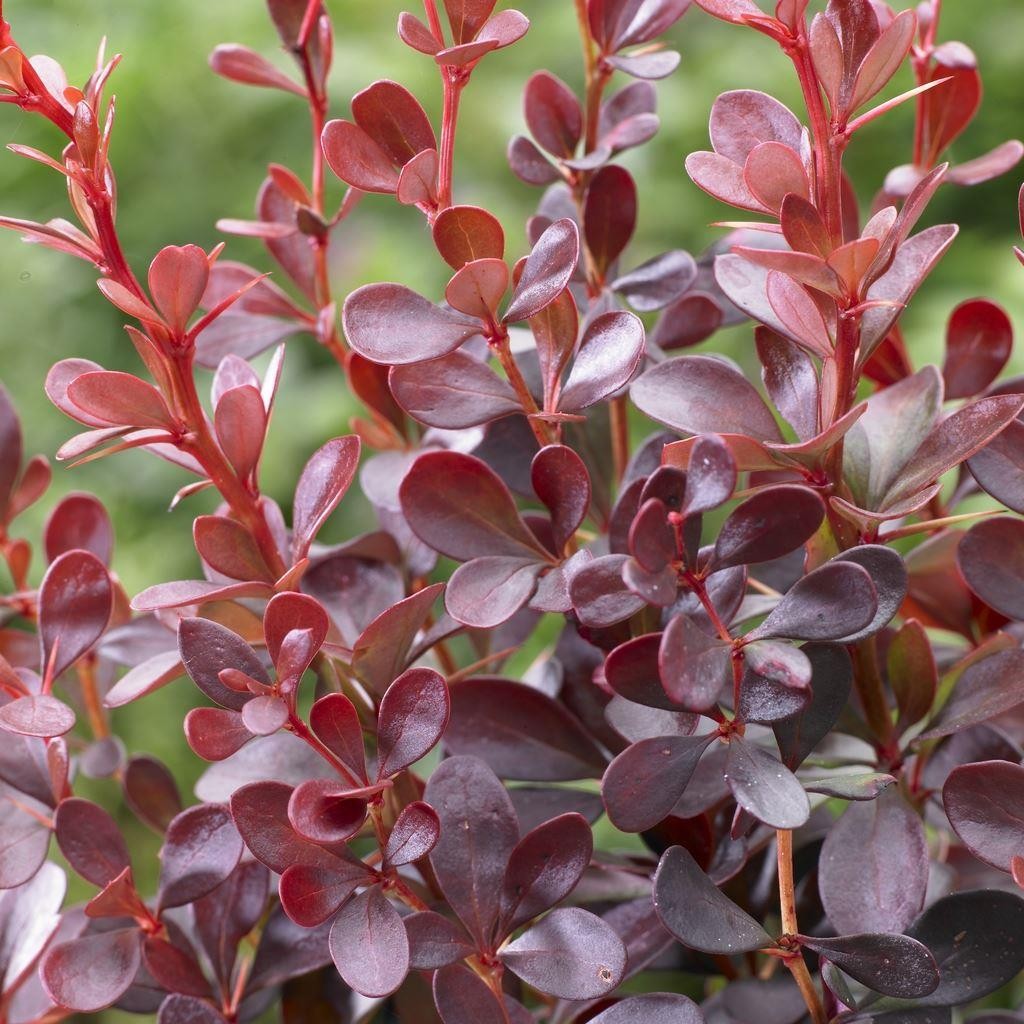 Berberis thunbergii Dart's Red Lady - Dwarf Barberry