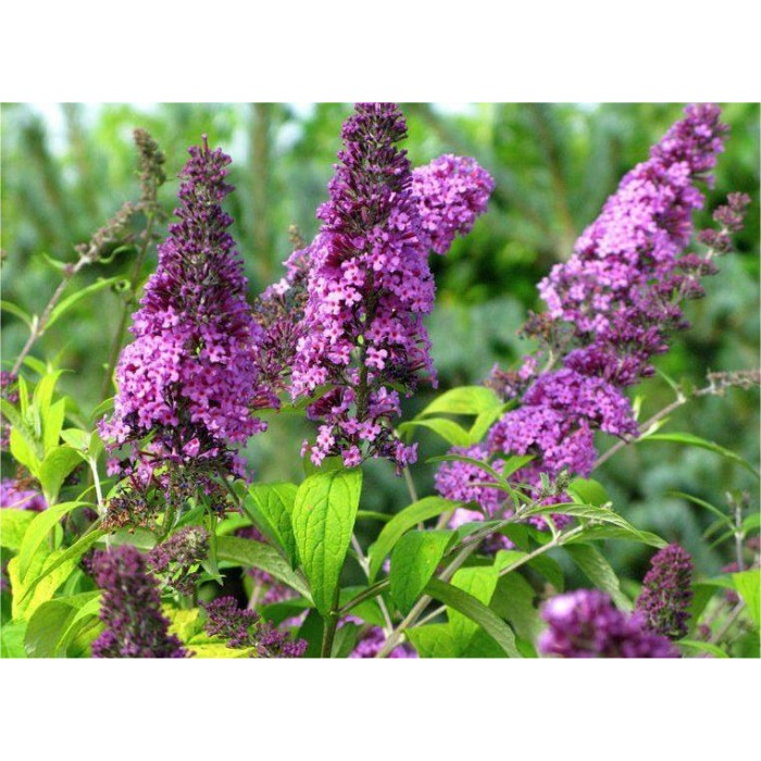 Buddleja Buddma 'Moonshine' - New & Exclusive Golden Foliage Buddleia