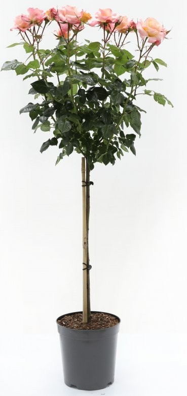 Large Standard Rose Tree 'Madame A Meilland' - circa 150cms tall