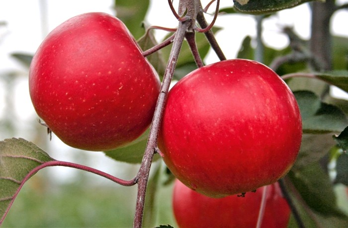 Apple Tree - Redlove® Era - 150cm Fruit Tree - Malus domestica Red Love