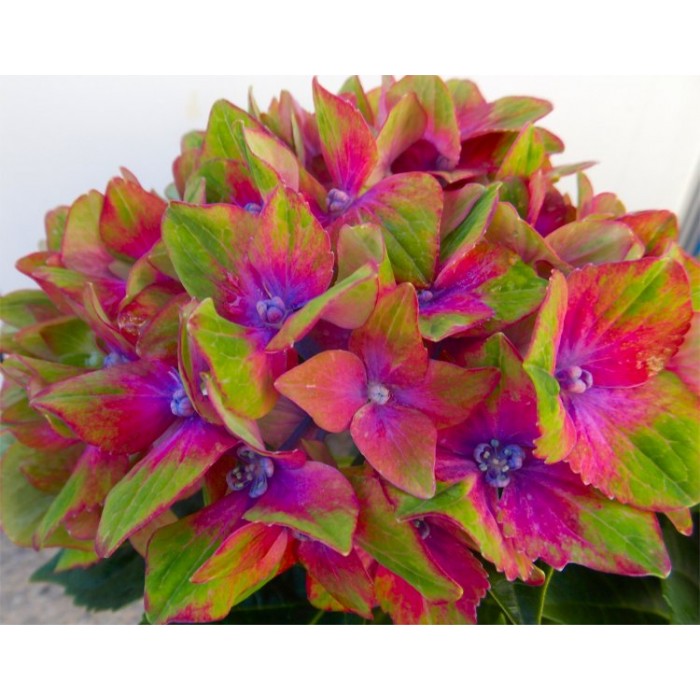 Hydrangea Glam Rock - Amazing Multi-Coloured Schloss Wackerbarth Hardy ...