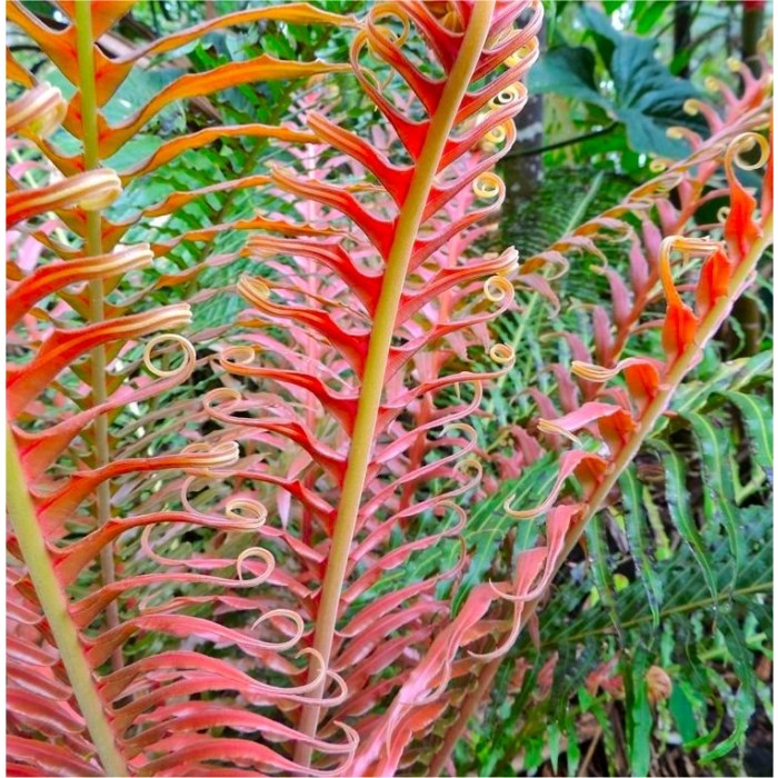 Blechnum brasiliense 'Volcano' - Red Brazilian Tree Fern