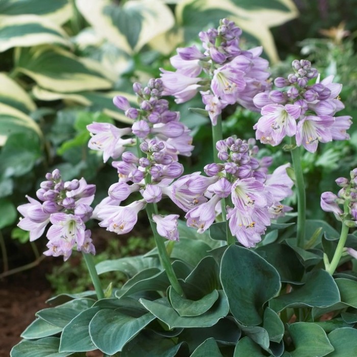 Hosta Blue Mouse Ears