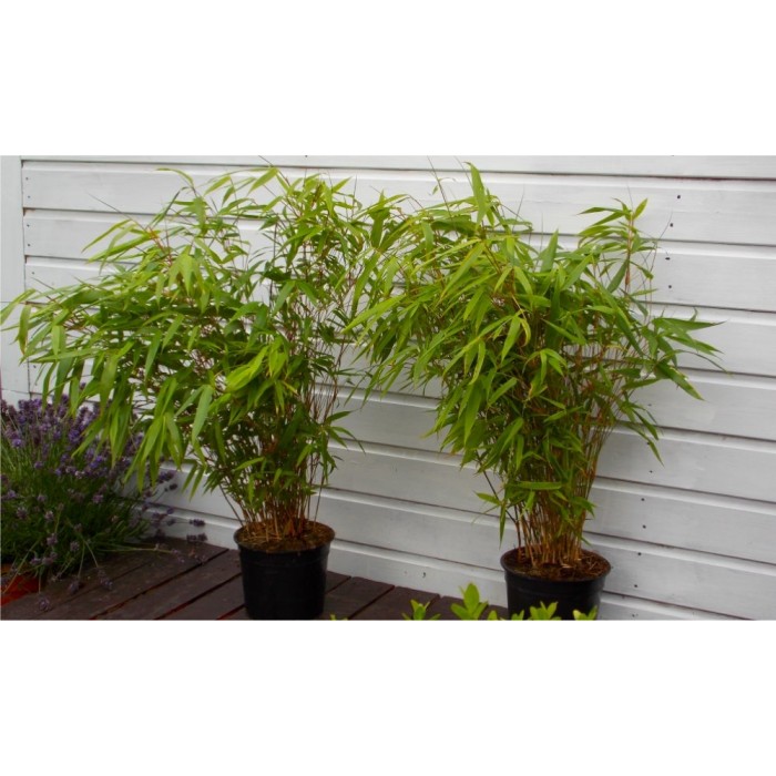 Fargesia rufa - Compact Clumping Umbrella or Fountain Bamboo