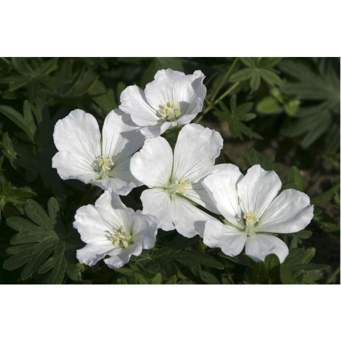 Geranium sanguineum Album