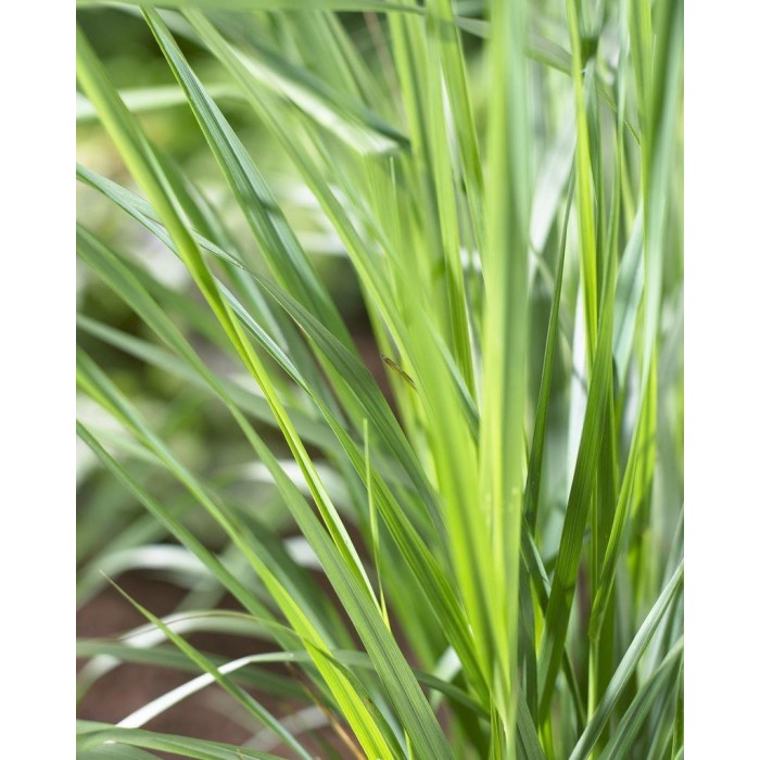 Calamagrostis acutiflora 'Karl Foerster' - Feather Reed Grass