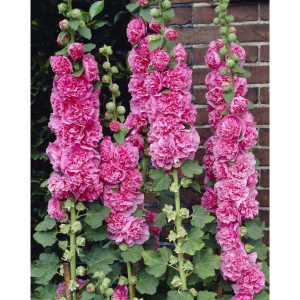 Alcea Chaters Double White - Hollyhock (Althea)