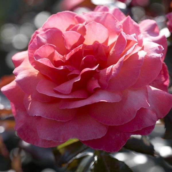 Page 2 | Gardening Express - Roses - Bush and Shrub Roses