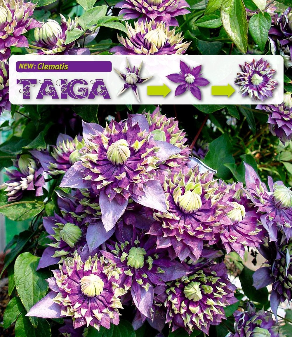 Clematis Taiga - Stunning Brand New & Exclusive Taiga Clematis - In ...