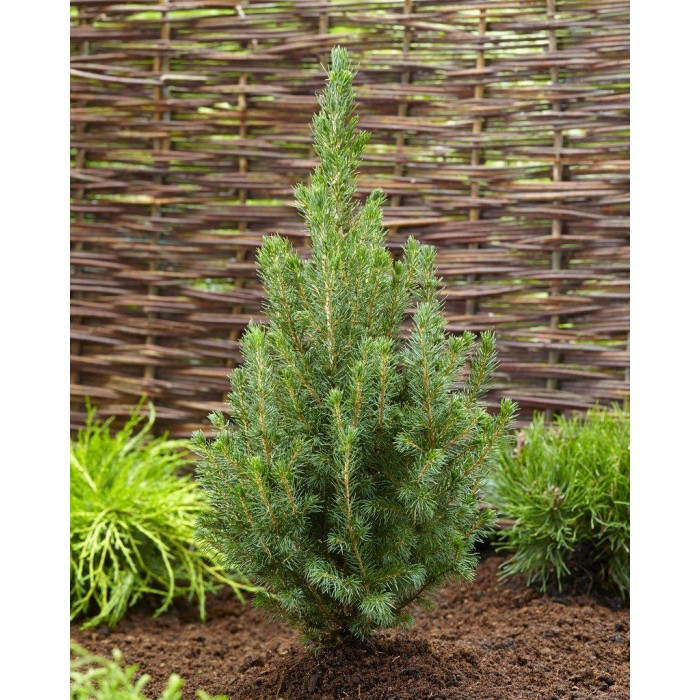Picea glauca Conica - Dwarf alberta Spruce