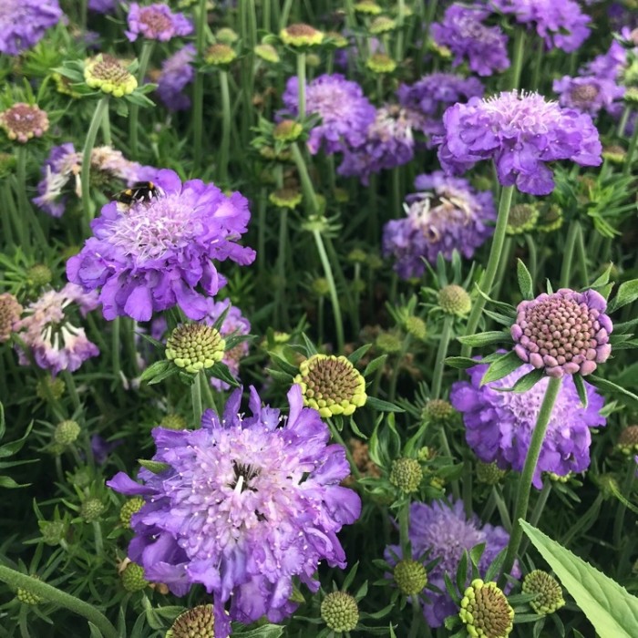 Scabiosa columbaria Mariposa Blue - Butterfly Blue Pincushion Flower ...