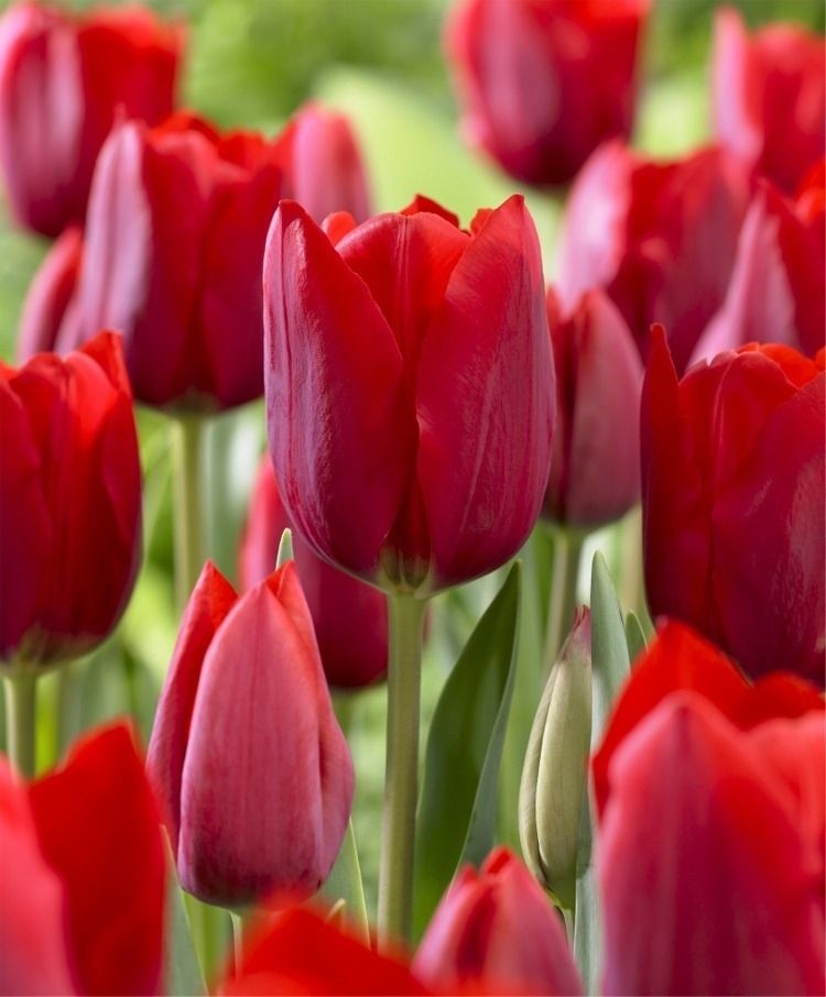 Tulip 'Triumph Red' - Pack of 25 Bulbs