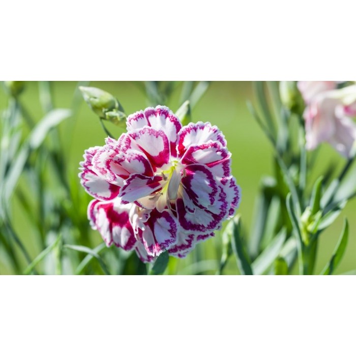 Dianthus caryophyllus Capitan Marco - Scented Picotee Bicolour ...