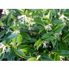 Christmas Box - Sarcococca confusa - Evergreen Fragrant Plants