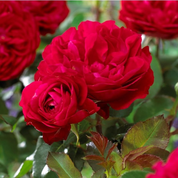 Rose Alexander - Hybrid Tea Rose