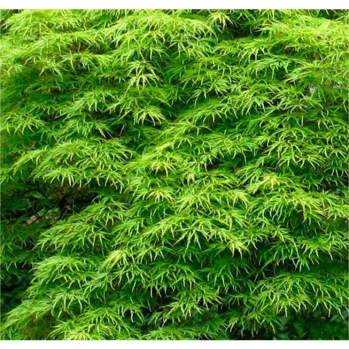 Large Acer Japanese Maple Tree - Emerald Lace