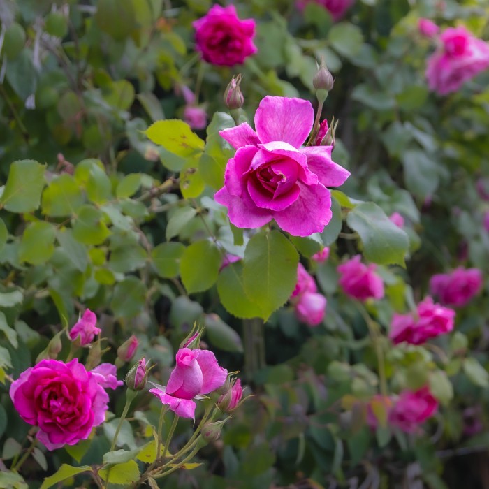 Large 5-6ft Specimen - Climbing Rose Bantry Bay