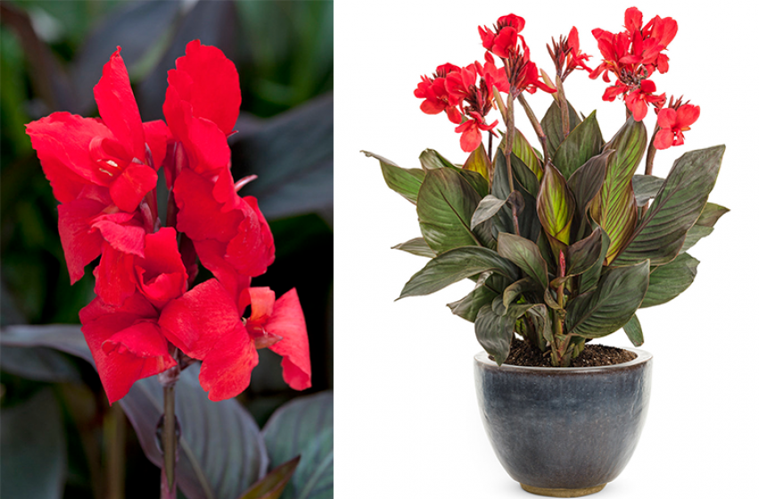 Dwarf Red Canna - Canna nova