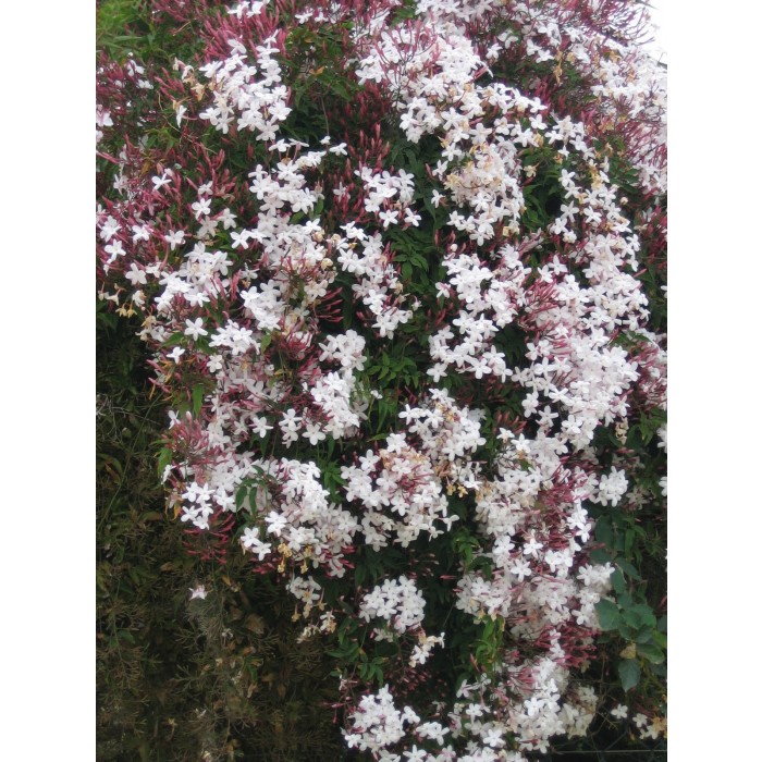 Jasminum officinale - Jasmine polyanthemum - Scented Chinese Jasmin