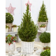Potted Christmas Trees UK | Buy Live Christmas trees