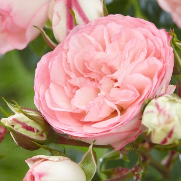 Page 3 | Climbing Roses for Sale UK | Gardening Express