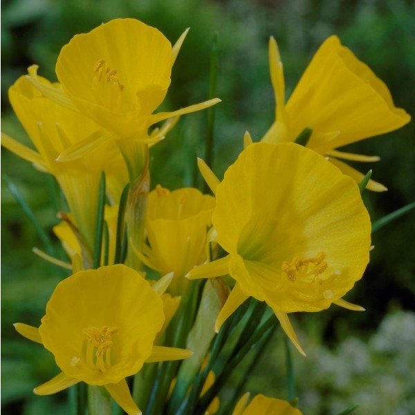 Daffodil & Narcissi Bulbs