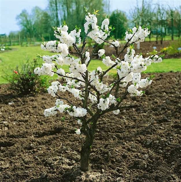 Prunus persica Taoflora White - circa 150cm tall