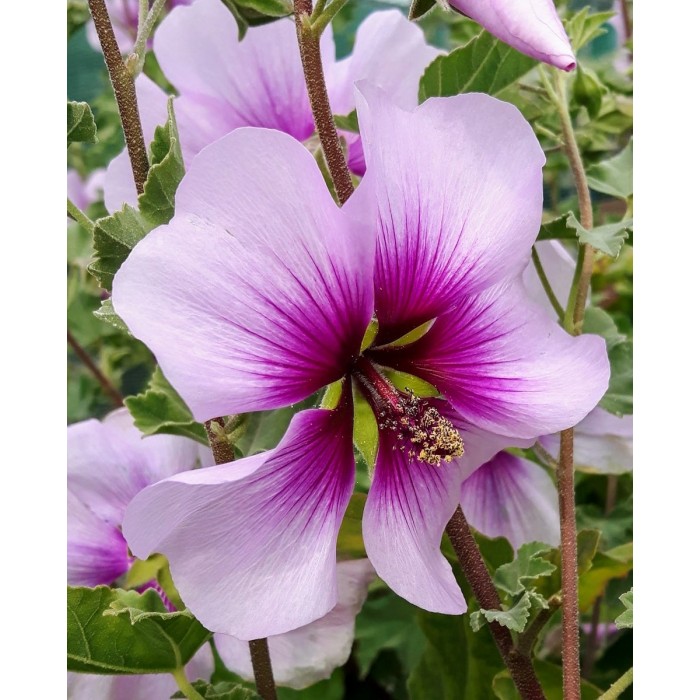 Lavatera maritima - Tree Mallow