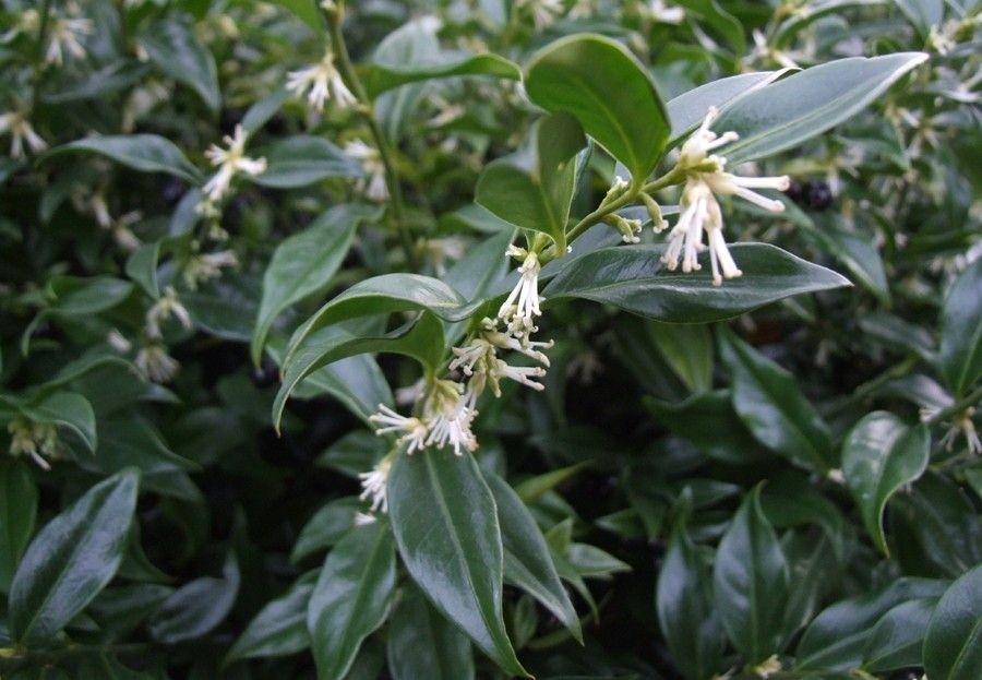 Sarcococca hookeriana var. humilis Fragrant Mountain - Sweet Box