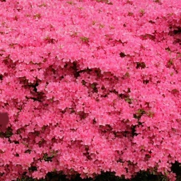 Azalea japonica 'Blue Danube' - Evergreen Japanese Azalea - Pack of ...