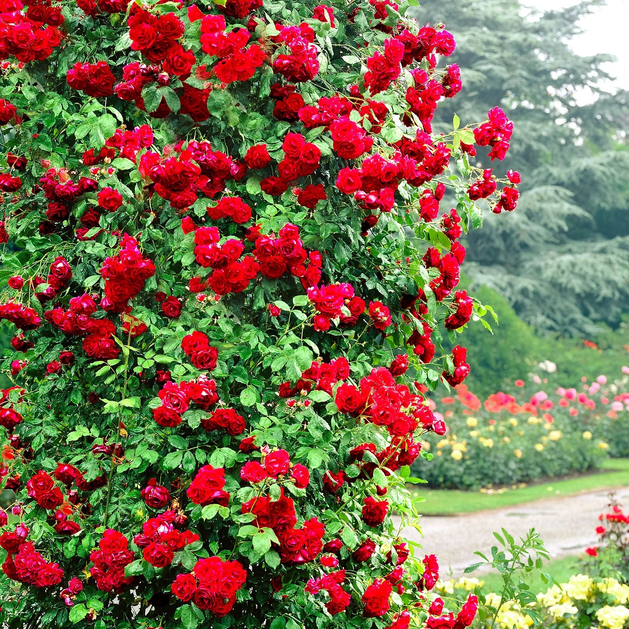 Climbing Rose Pauls Scarlet