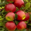 APPLE TREE - Multi-Variety Fruit Tree - APPLE - 5 varieties on one Tree!