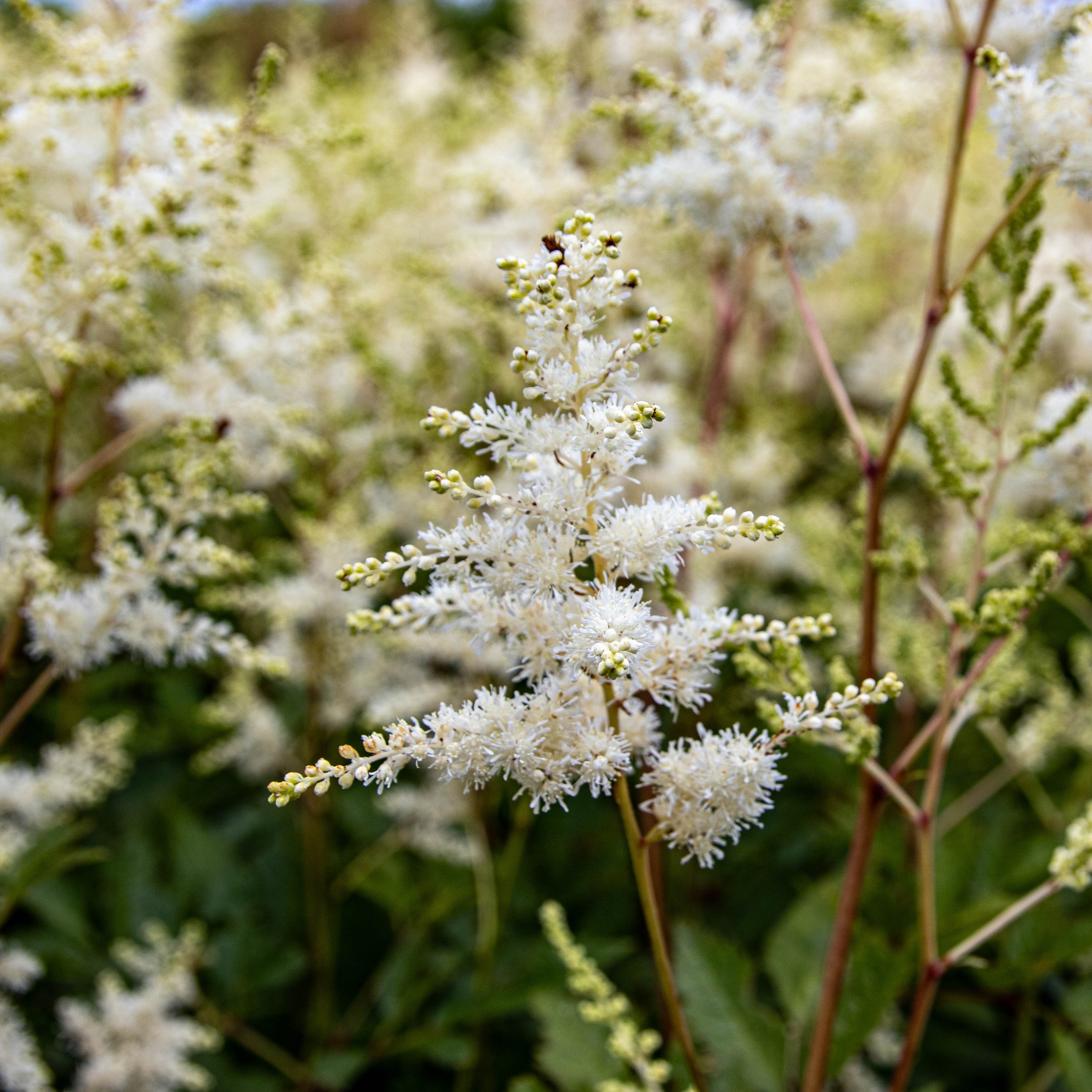 Astilbe Snowdrift
