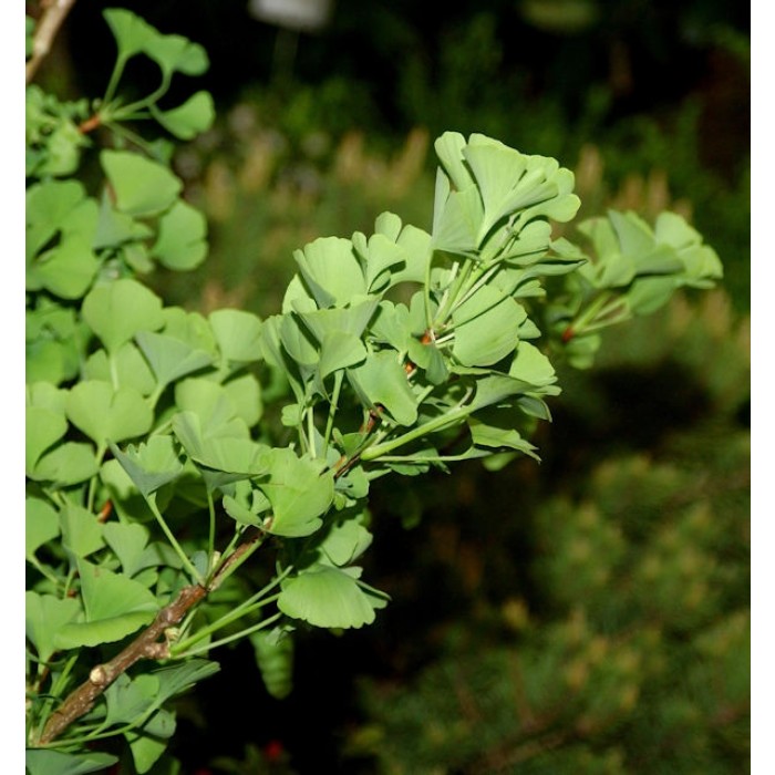 Ginkgo biloba 'Little Emperor'