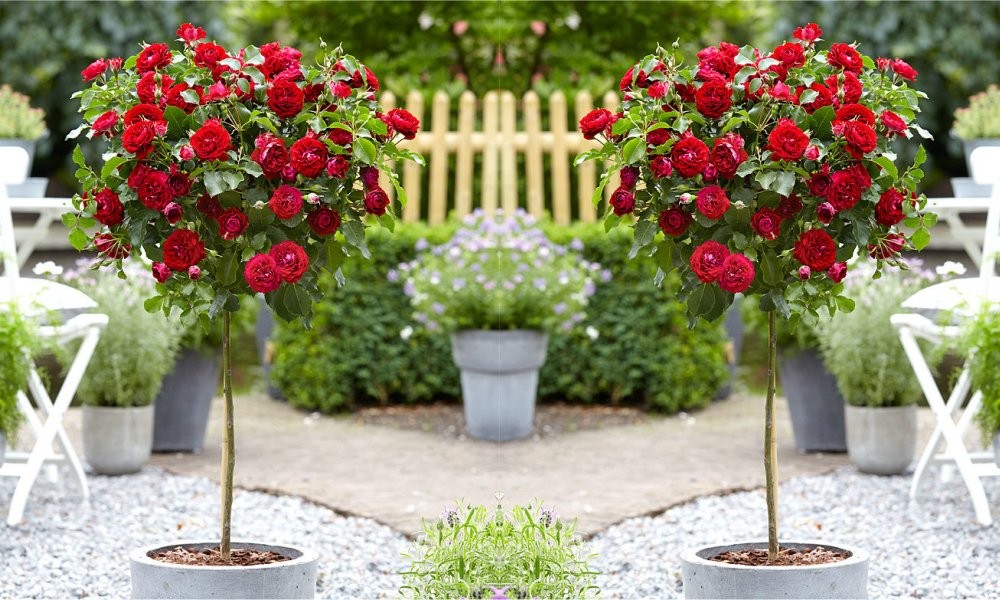 Pair of Mini Standard 'Dover' Flowering PATIO Rose Trees
