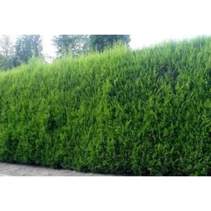 Leylandii - Green Leyland Cypress - Cuprocyparis leylandii - Approx ...