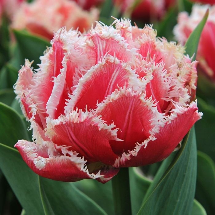 Tulip 'Queensland' - Double Fringed Tulips - Pack of 6 Bulbs