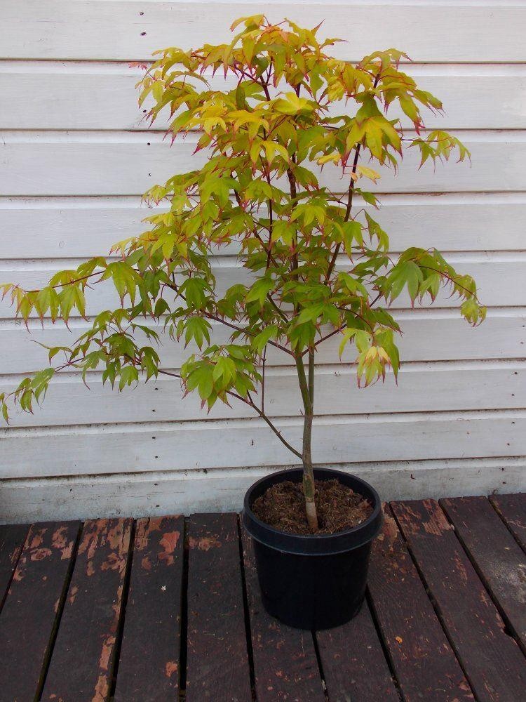 Acer palmatum Tsuma-gaki - Rare Japanese Maple - Large Plant