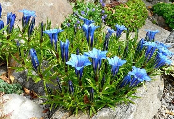Gentiana sino-ornata - Showy Chinese Blue Gentian