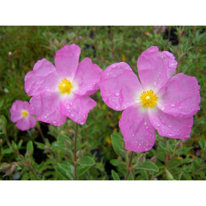Cistus creticus Silver Pink - Rock Rose