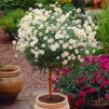 Marguerite Giant Daisy Tree - Perfect for Patios - LARGE Patio Standard ...