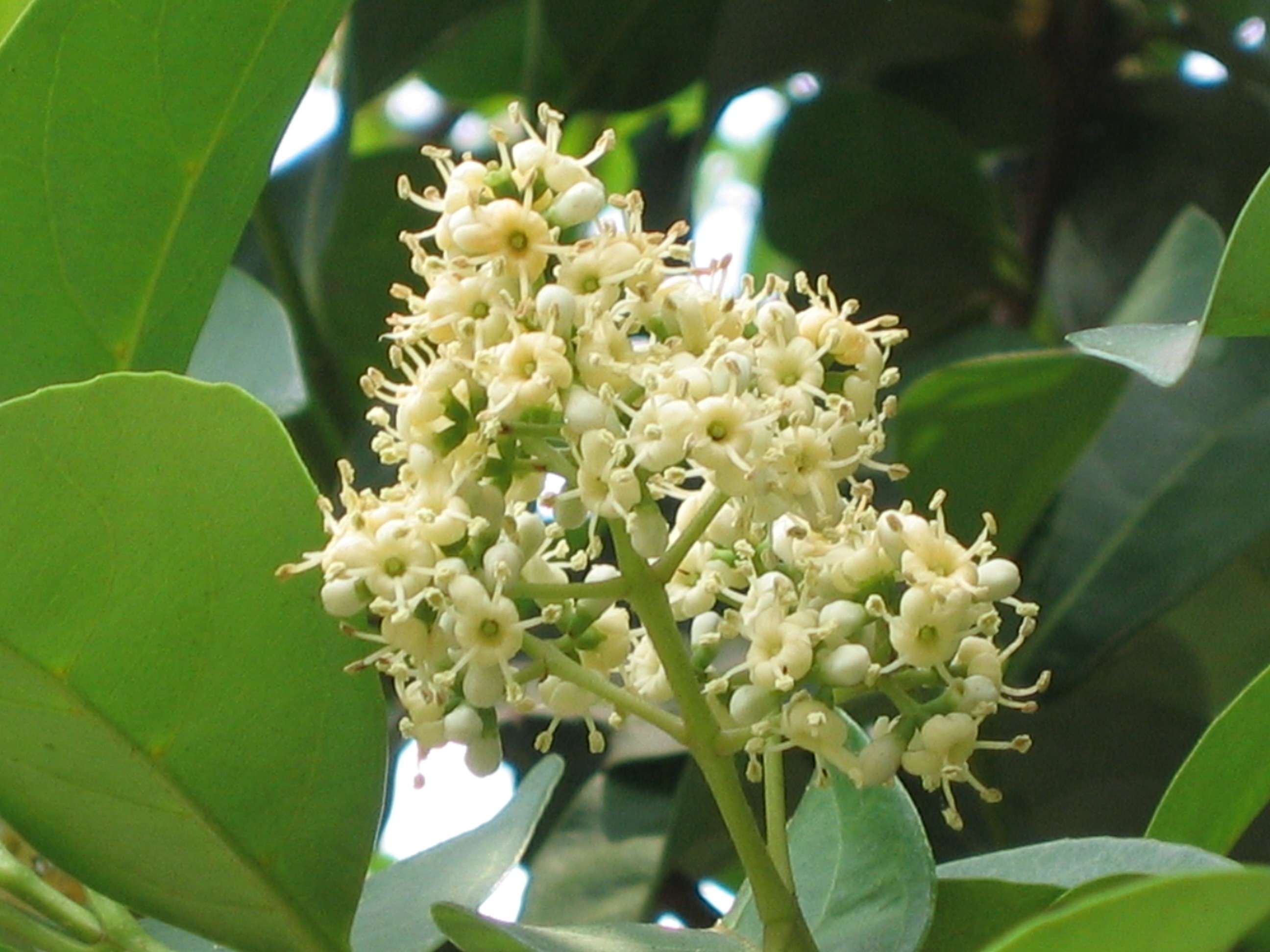 Viburnum odoratissimum awabuki